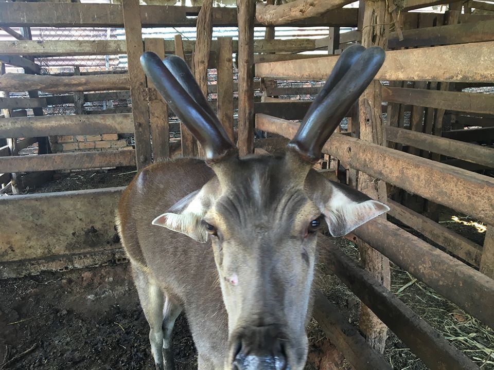 Nhung Nai và hướng dẫn cách sử dụng nhung Nai - Nhung Hươu